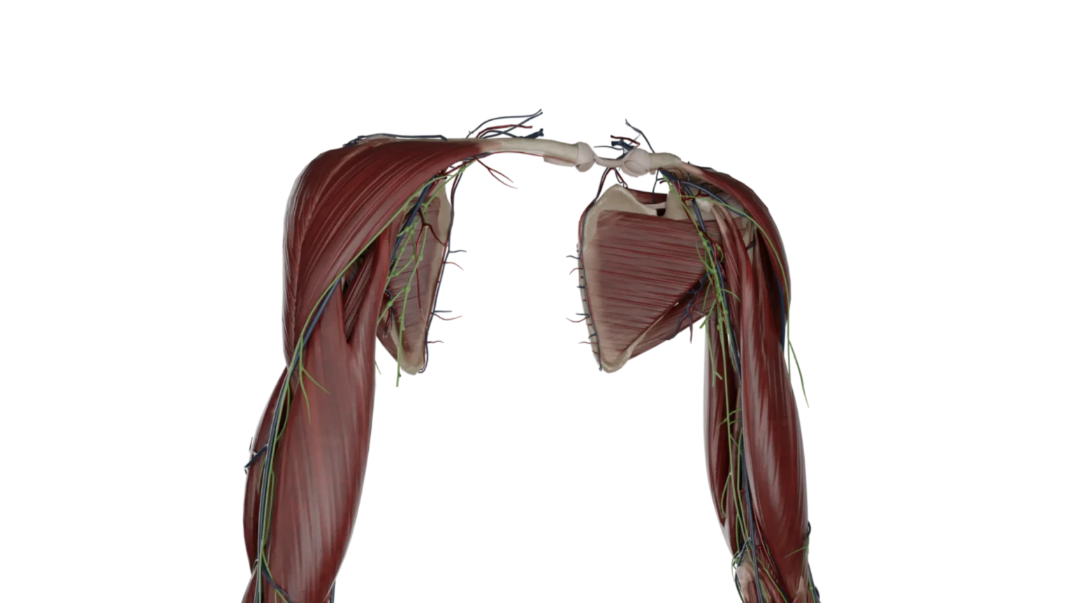 Interactive 3D Anatomy Model of Upper Limb Muscles | VOKA
